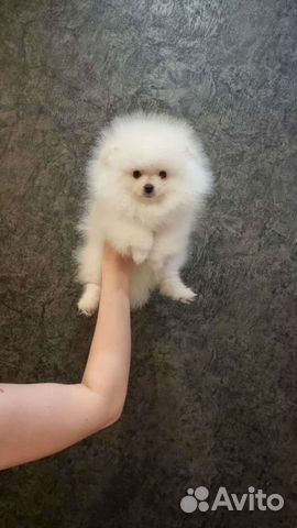 Славный пушистик