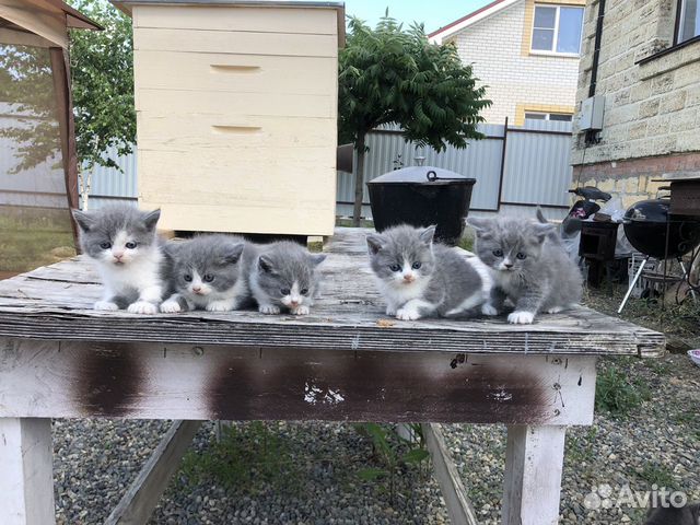 Котята полупородистые