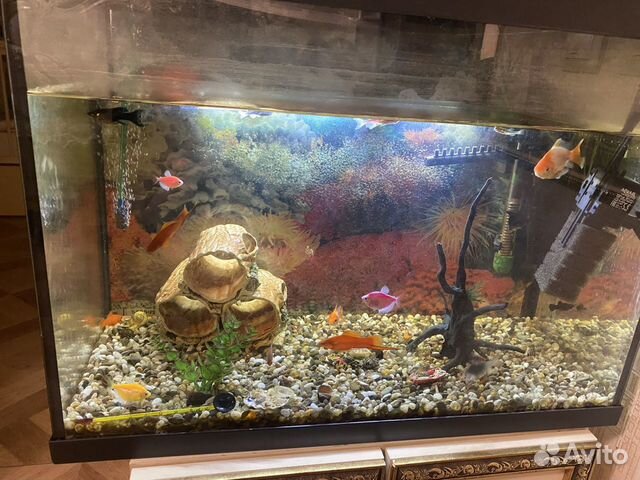 Аквариум вместе с рыбами и аппаратурой 7000 руб