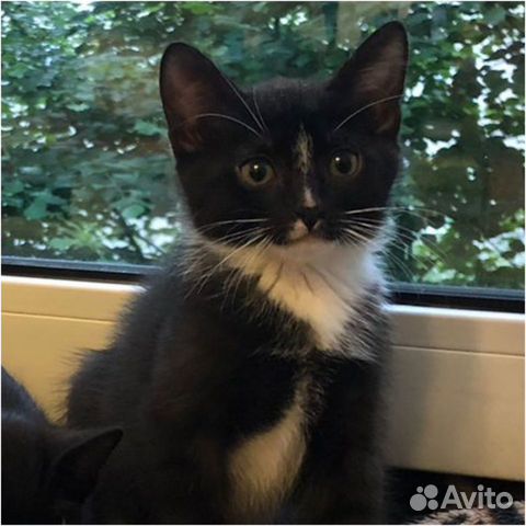 Котенок с сердечком на груди ищет дом