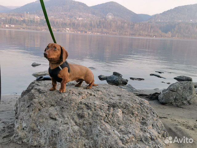 Собака такса