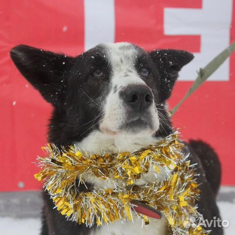 Алтай в самые добрые руки