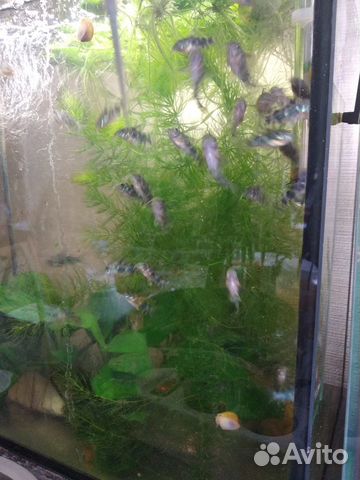 Коридорас крапчатый