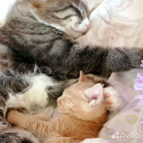 Котята