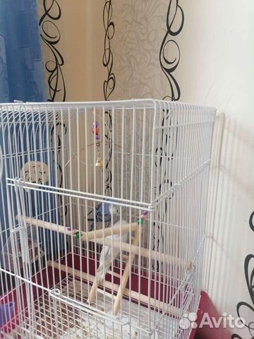 Продам попугая самца(темно-синий)