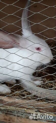 Домашние животные