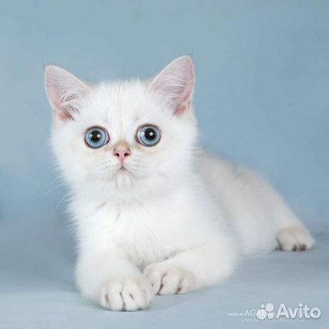 Котенок британская золотая шиншилла колор поинт