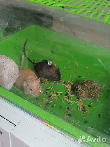 Монгольские песчанки
