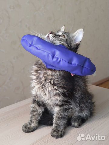 Котенок, 2.5 месяца, Блинчик