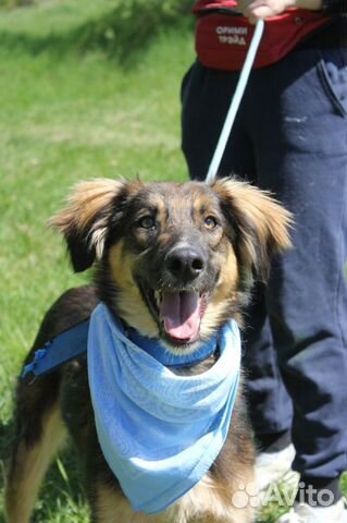 Хасан-красавец и просто отличный паркнь ищет дом