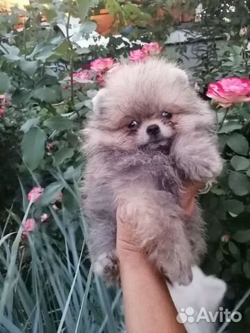 Померанский шпиц медвежьего типа