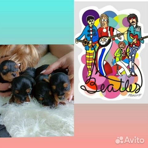 Йоркширский терьер мини беби фейс щенки