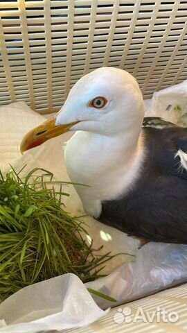 Птица страдает