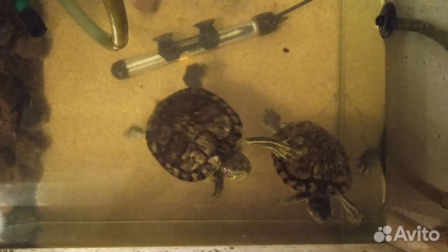 Черепахи красноухие