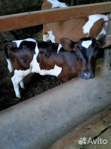 Продам Тëлочек