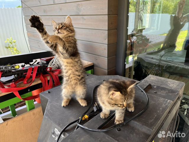 Котята игривые пушистые бандиты