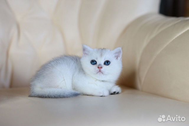 Британская серебристая шиншилла