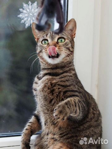Кошка изящная полосатая в дар
