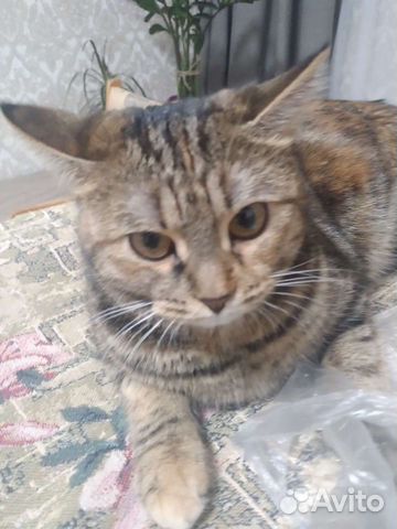 Кошка в дар бесплатно