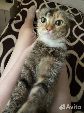 Котенок