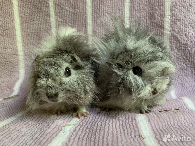 Морские свинки перуанки