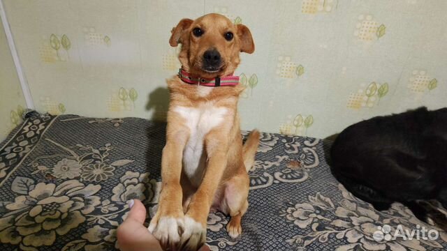 Маленькая Собака в добрые руки