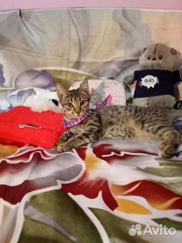 Принцесса Киара ищет дом