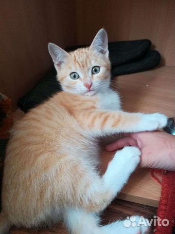 Солнечный котёнок