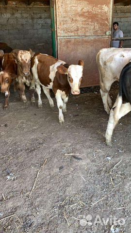 Бычки подсосные