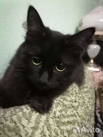 Котик в добрые руки