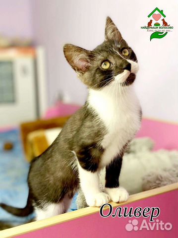 Котенок норки