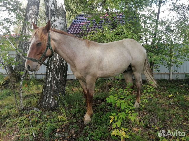 Лошадь жеребец