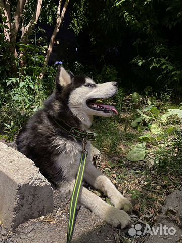 Щенок хаски (Мартин)