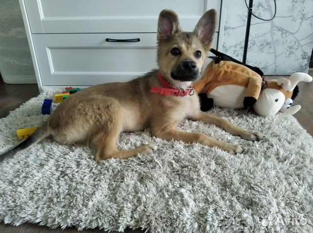 Девочка Умка, отдается в добрые руки