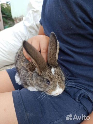 Продам или обменяю крольчат