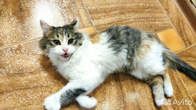 Кошечка 4 месяца трехцветная стерилизац гарантир