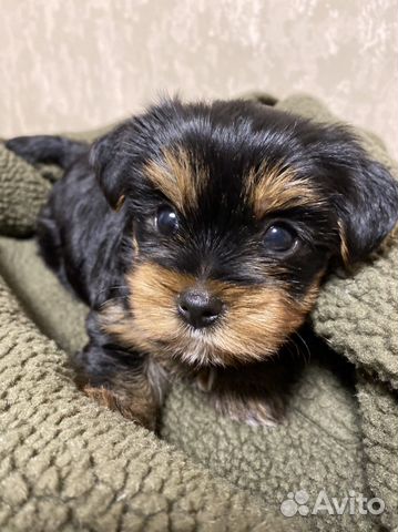 Йоркширский терьер щенок