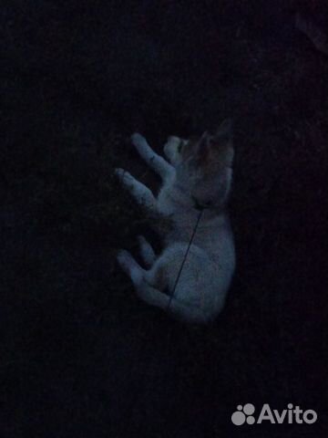 Продается щенок хаски