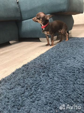 Мини той-терьер вязка