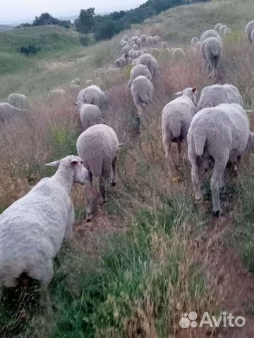Овцы Ягнята