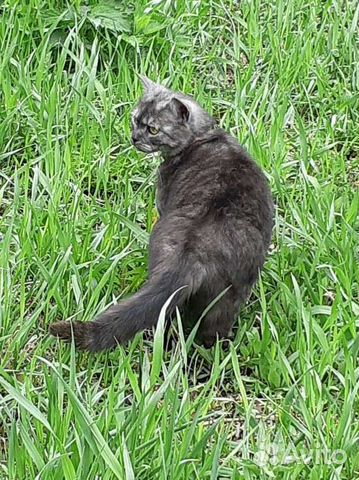 Ласковая мурчалочка кошечка Ночка ищет дом