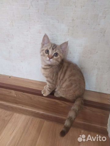 Котенок шотландский