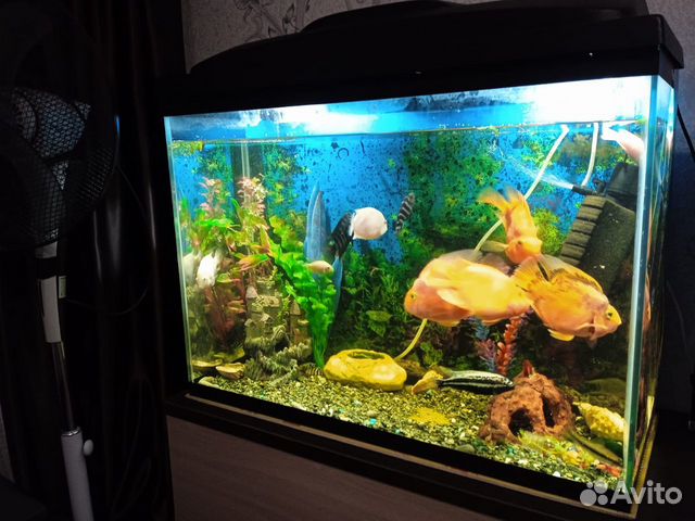 Аквариум
