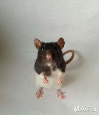 Крысы дамбо девочки