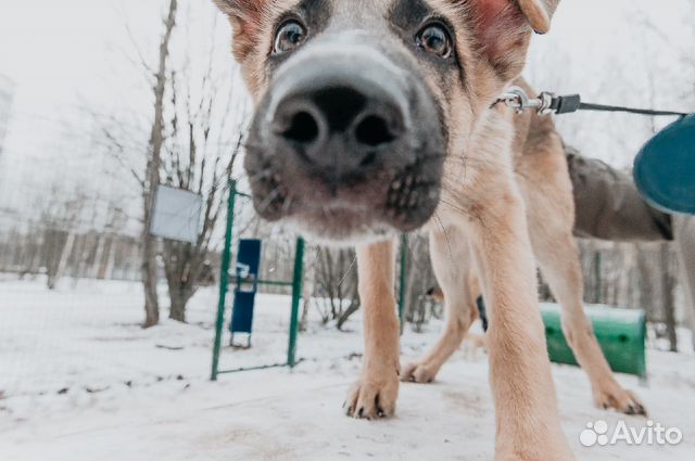 Щенок - Клиффорд (прямо как большой красный пёс:)