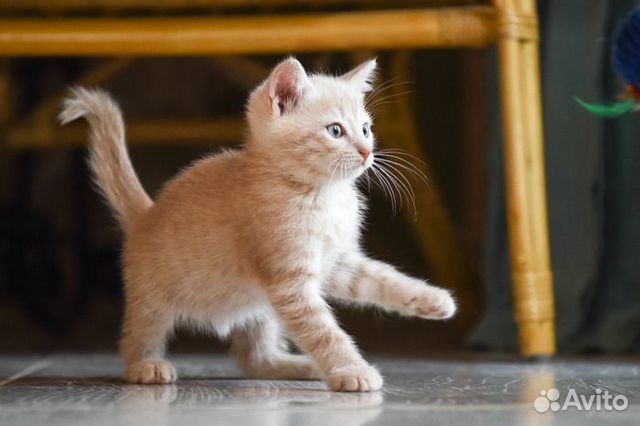 Котёнок- девочка. рыже-бежевая