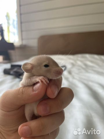 Сиамская крыса