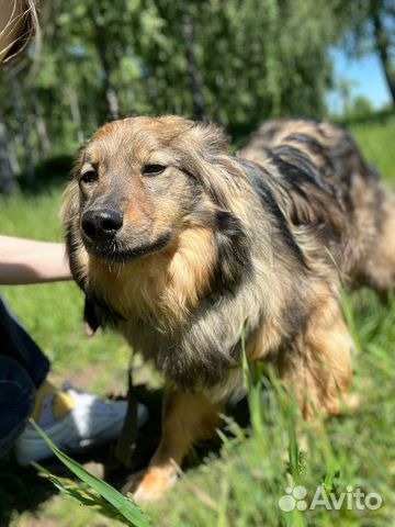 Рокси-добрая ласковая собачка ищет дом