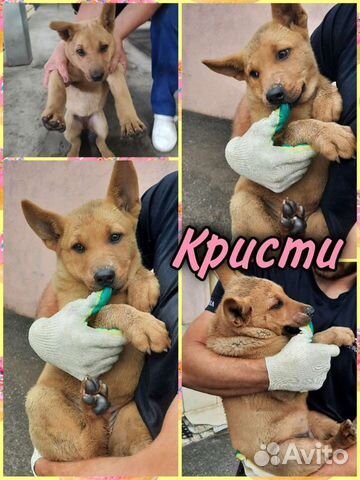 Малышка Кристи ищет дом