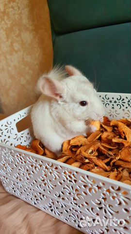 Шиншилла Белая